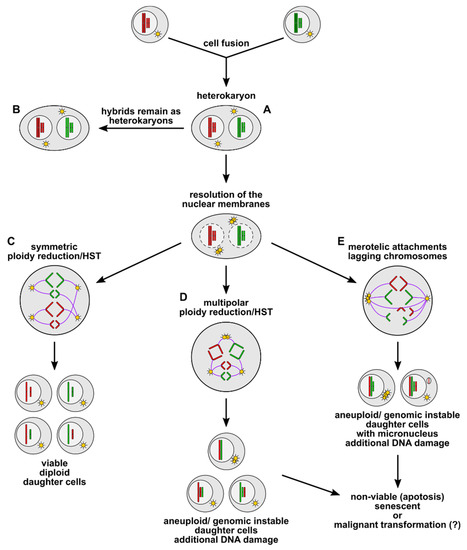 Cell Fusion-Mediated Tissue Regeneration as an Inducer of Polyploidy ...