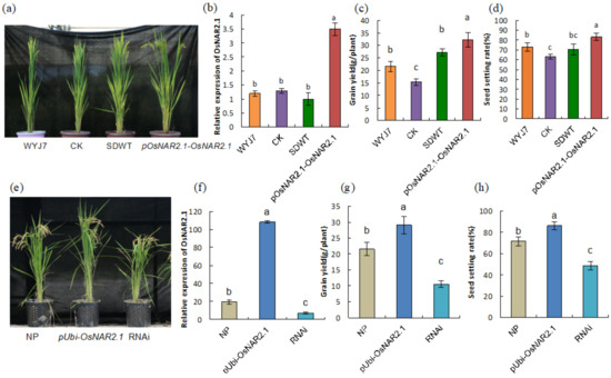 Genetic and Global Epigenetic Modification, Which Determines the ...
