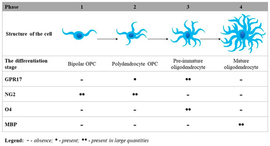The GPR17 Receptor—A Promising Goal for Therapy and a Potential Marker ...