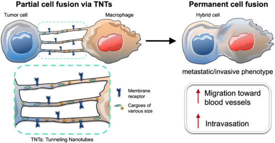 IJMS | Free Full-Text | Tumor-Cell–Macrophage Fusion Cells as Liquid Biomarkers and Tumor ...
