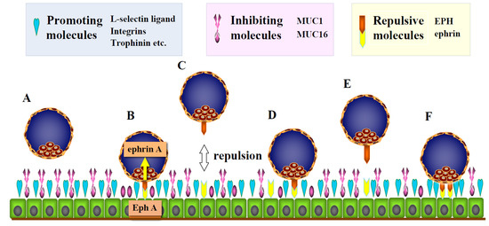 Promoting Roles of Embryonic Signals in Embryo Implantation and ...