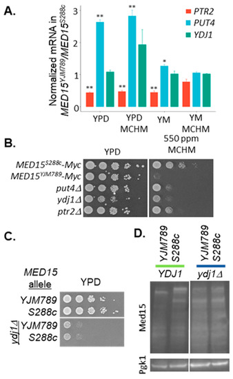 The Polymorphic PolyQ Tail Protein of the Mediator Complex, Med15 ...