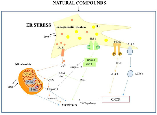Natural Products Targeting ER Stress, and the Functional Link to ...