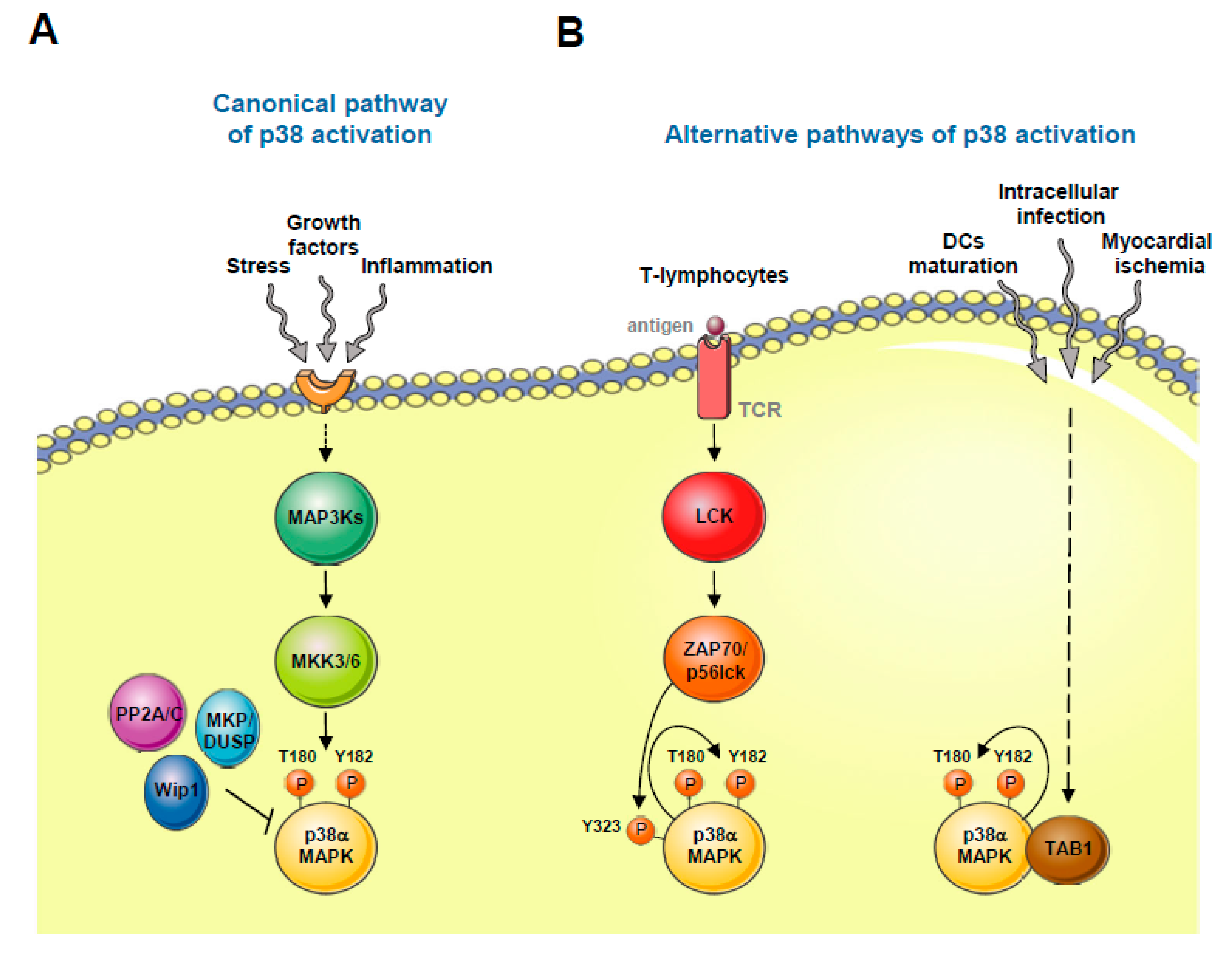 Cell Cycle Signaling Pathway Cell Cycle Signaling Pathway