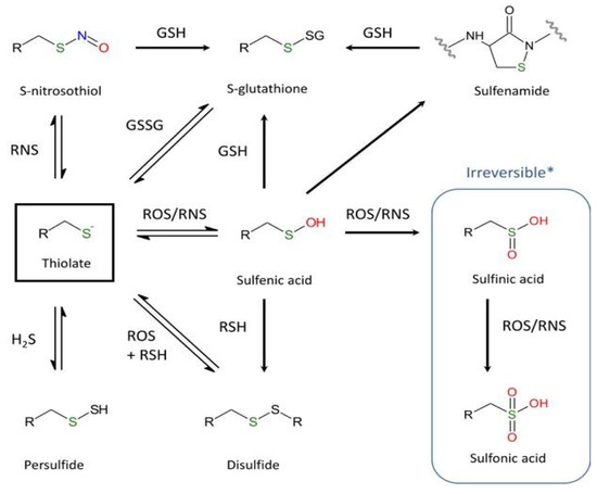 IJMS | Free Full-Text | Regulation of the Proteolytic Activity of Cysteine Cathepsins by Oxidants