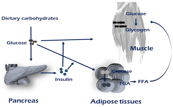 Excess Accumulation of Lipid Impairs Insulin Sensitivity in Skeletal Muscle