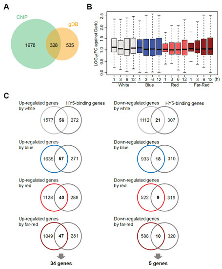 Time-Course Transcriptome Study Reveals Mode of bZIP Transcription ...