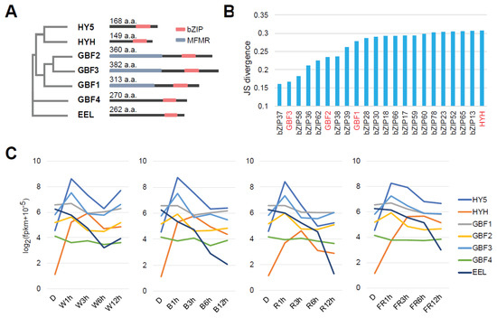 Time-Course Transcriptome Study Reveals Mode of bZIP Transcription ...
