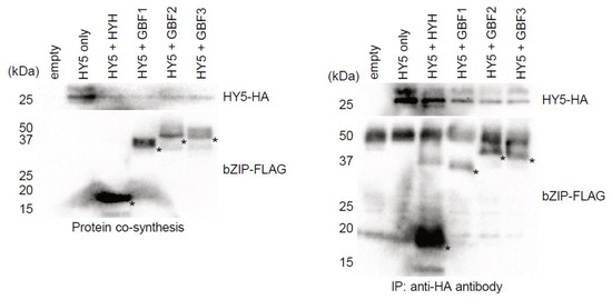 Time-Course Transcriptome Study Reveals Mode of bZIP Transcription ...