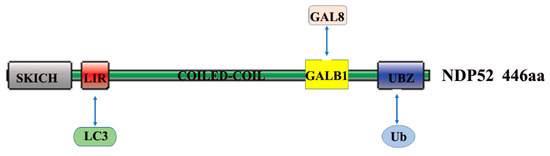 The Role of Autophagy and Autophagy Receptor NDP52 in Microbial Infections