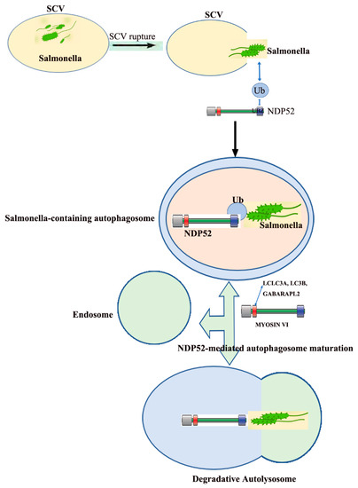 The Role of Autophagy and Autophagy Receptor NDP52 in Microbial Infections