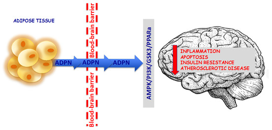 Adiponectin and Cognitive Decline
