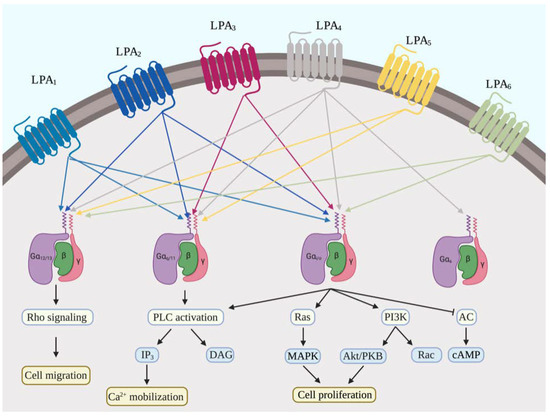 IJMS | Free Full-Text | Lysophosphatidic Acid and Hematopoiesis: From ...
