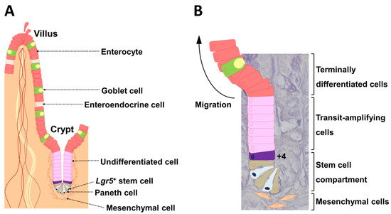 Stem Cell Signaling Pathways in the Small Intestine