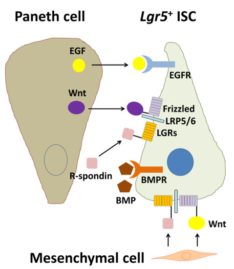 Stem Cell Signaling Pathways in the Small Intestine