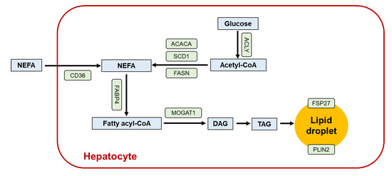 PPARs as Metabolic Regulators in the Liver: Lessons from Liver-Specific ...