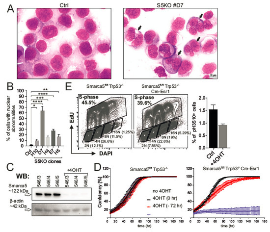 Loss of ISWI ATPase SMARCA5 (SNF2H) in Acute Myeloid Leukemia Cells ...