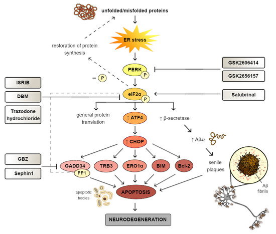 The PERK-Dependent Molecular Mechanisms as a Novel Therapeutic Target ...