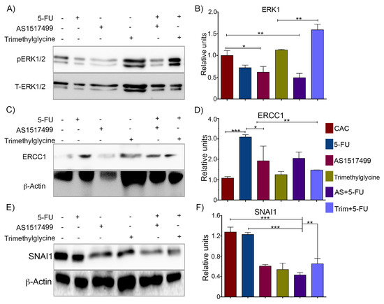 Use of STAT6 Phosphorylation Inhibitor and Trimethylglycine as New ...