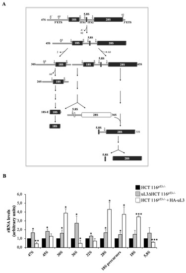 Role of uL3 in the Crosstalk between Nucleolar Stress and Autophagy in ...