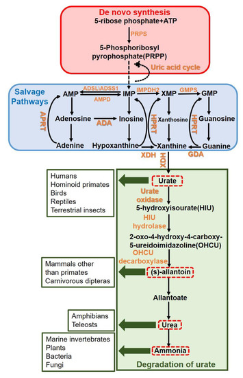 Uric Acid Pathway