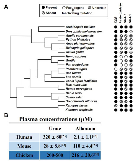 High-Protein Diet Induces Hyperuricemia in a New Animal Model for ...