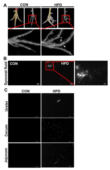 High-Protein Diet Induces Hyperuricemia in a New Animal Model for ...