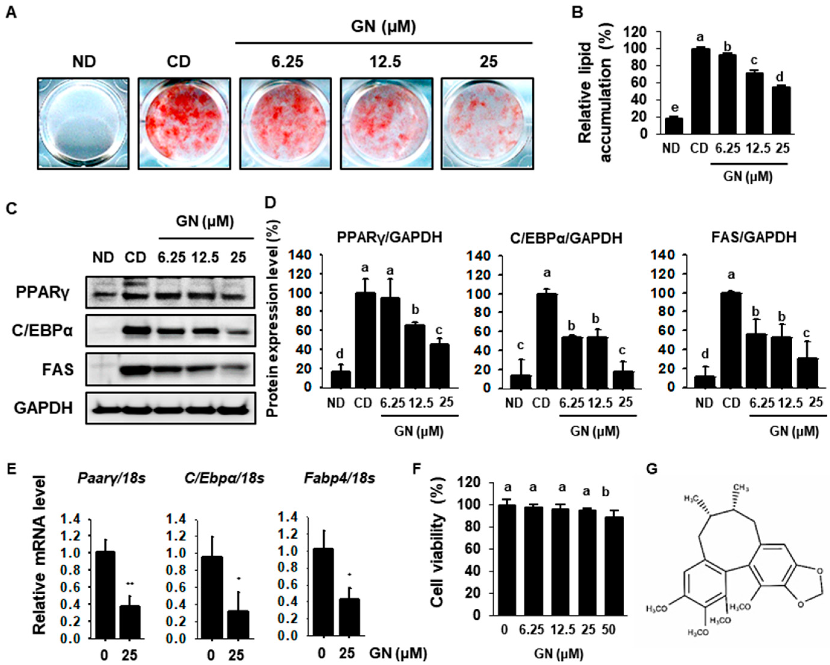 Ijms Free Full Text Gomisin N From Schisandra Chinensis Ameliorates
