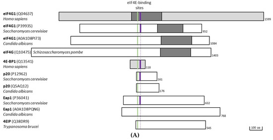 eIF4E and Interactors from Unicellular Eukaryotes