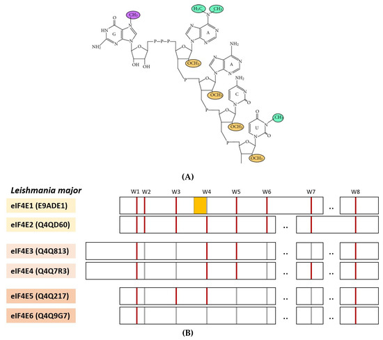 eIF4E and Interactors from Unicellular Eukaryotes