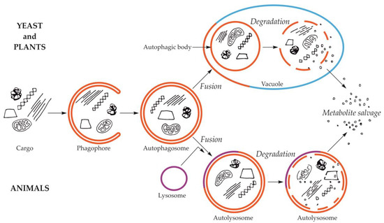 Completing Autophagy: Formation and Degradation of the Autophagic Body ...