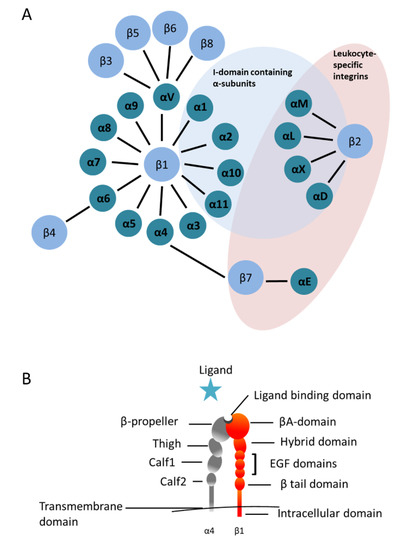VLA-4 Expression and Activation in B Cell Malignancies: Functional and ...