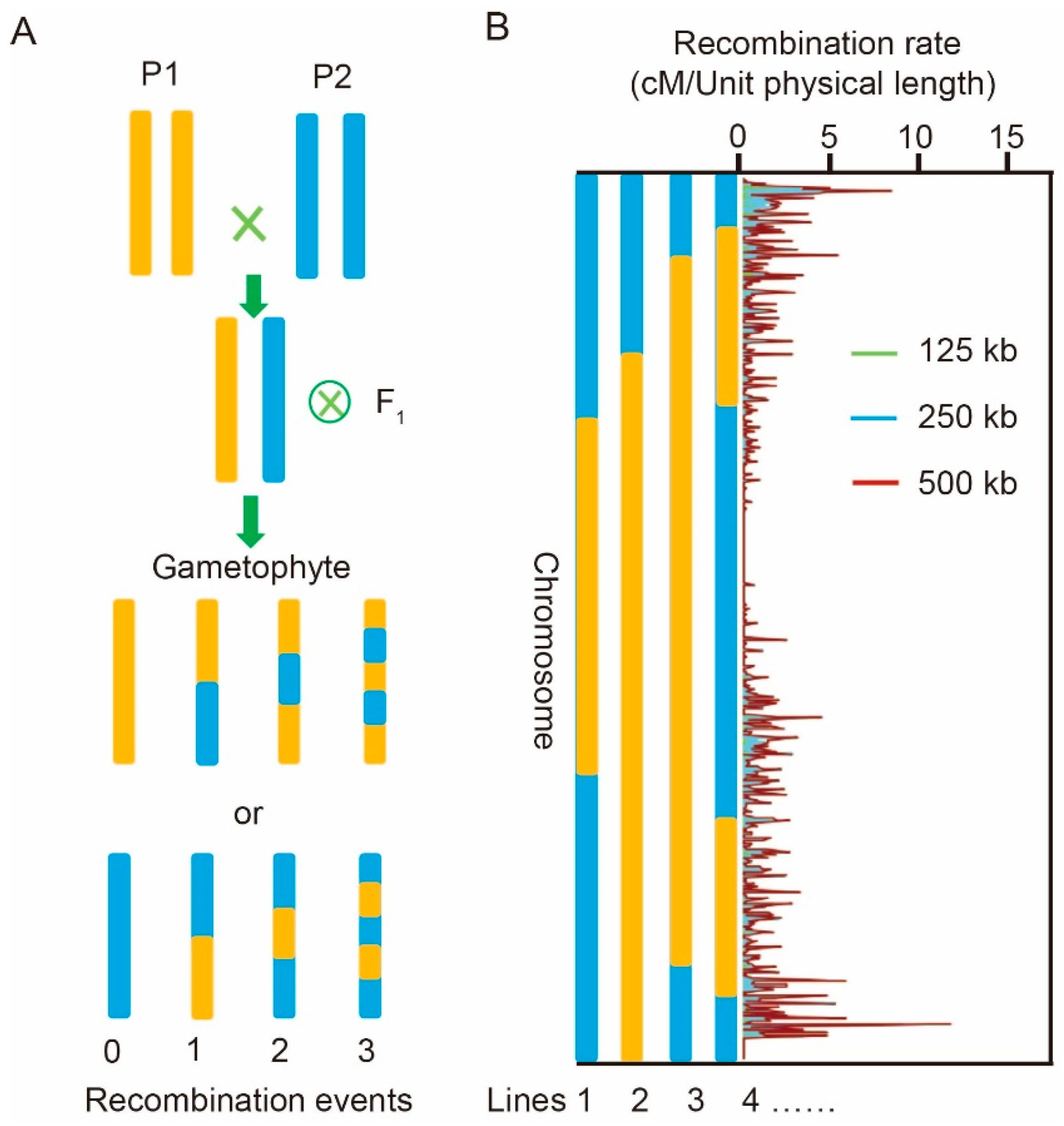 Recombination Frequency Recombination Frequency