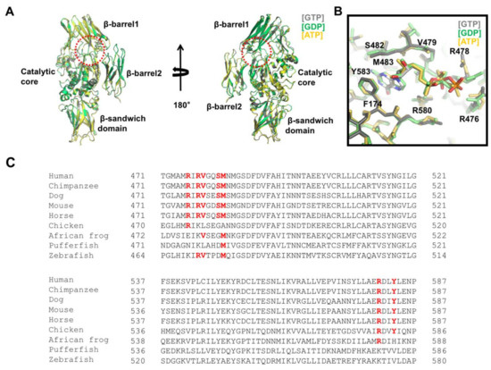 Structures of Human Transglutaminase 2: Finding Clues for Interference ...