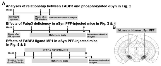 Fatty Acid Binding Protein 3 Enhances the Spreading and Toxicity of α ...