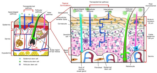 Stem Cells as a Target for the Delivery of Active Molecules to Skin by ...