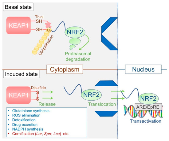 Loricrin: Past, Present, and Future