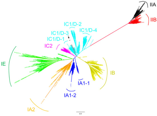 Phylogeny and Functions of LOB Domain Proteins in Plants