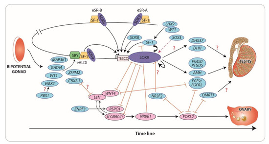Ijms Free Full Text Disorders Of Sex Development—novel Regulators