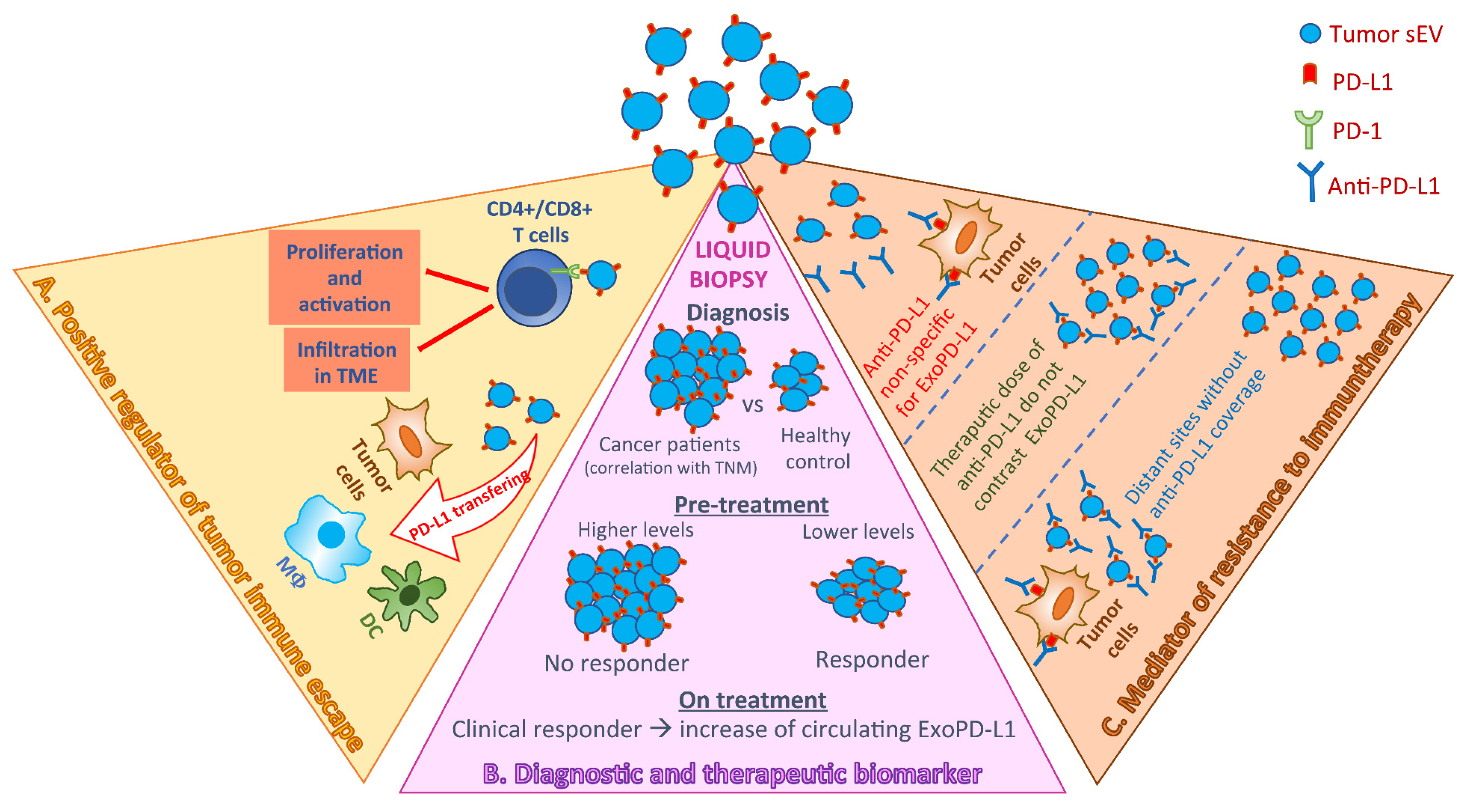 Extracellular Vesicles And Tumor Immune Escape Biological Functions