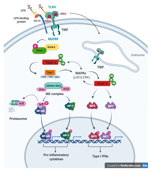 The Emerging Role of Curcumin in the Modulation of TLR-4 Signaling Pathway: Focus on ...