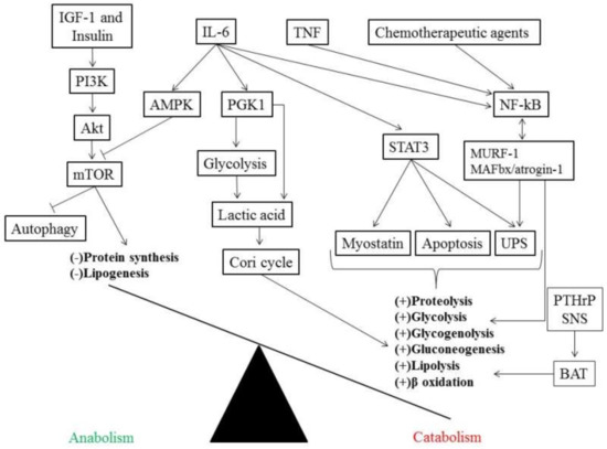 Cancer Cachexia and Related Metabolic Dysfunction