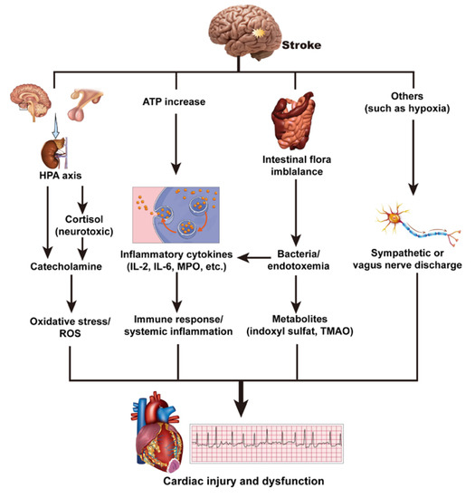 Brain–Heart Axis and Biomarkers of Cardiac Damage and Dysfunction after ...