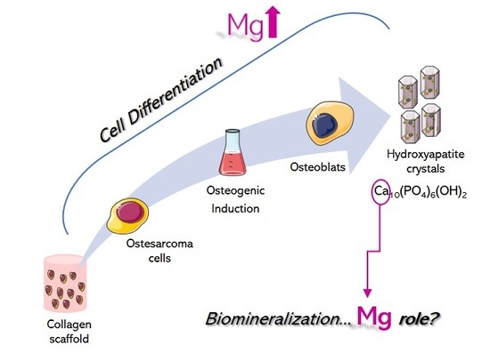 IJMS | Free Full-Text | Analysis of Intracellular Magnesium and Mineral ...
