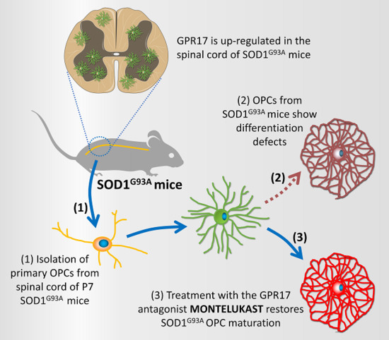 IJMS | Free Full-Text | Abnormal Upregulation of GPR17 Receptor ...