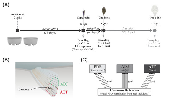 IJMS | Free Full-Text | Transcriptomic Profiling in Fins of Atlantic ...