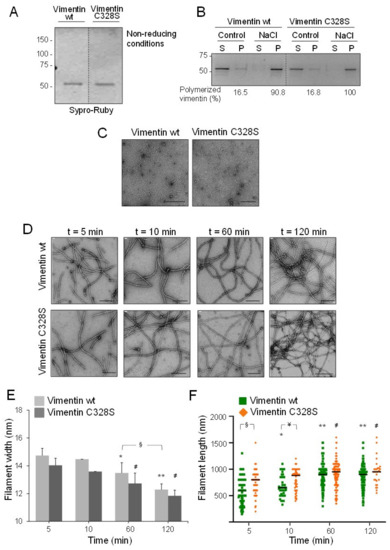 Zinc Differentially Modulates the Assembly of Soluble and Polymerized ...