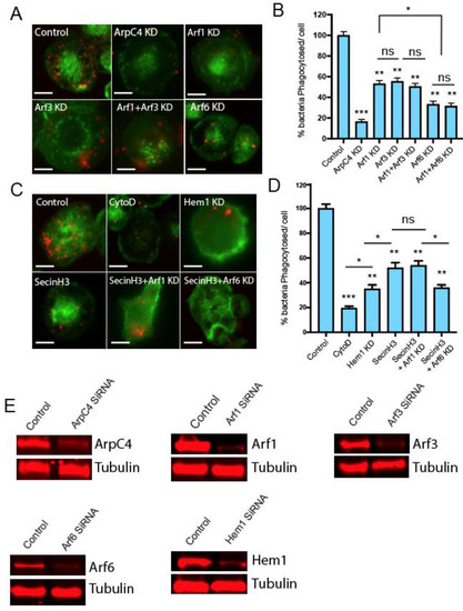 Arf6 Can Trigger Wave Regulatory Complex-Dependent Actin Assembly ...
