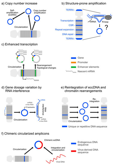 Extrachromosomal Circular DNA: Current Knowledge and Implications for ...