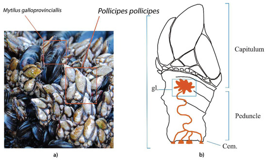 The Quantitative Proteome of the Cement and Adhesive Gland of the ...